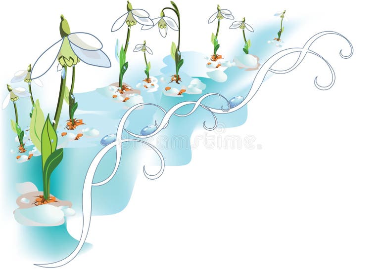 Border Snowdrops Stock Illustrations – 657 Border Snowdrops Stock ...