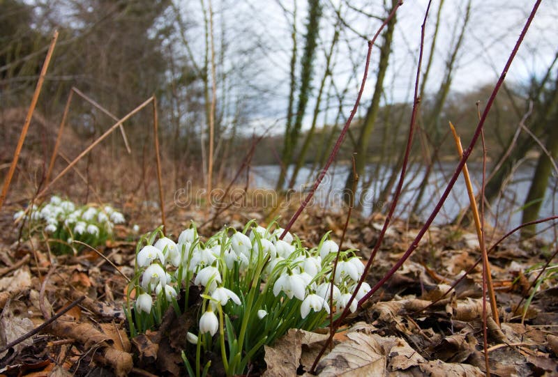 Snow Drops stock photo. Image of england, drops, forest - 38906992