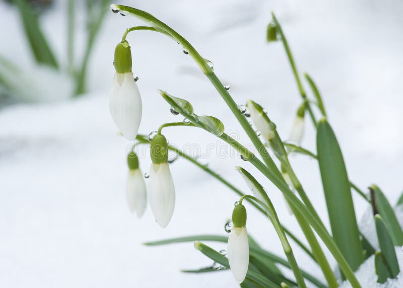 Crocus-snowdrops stock photo. Image of crocus, macro, fresh - 8585824