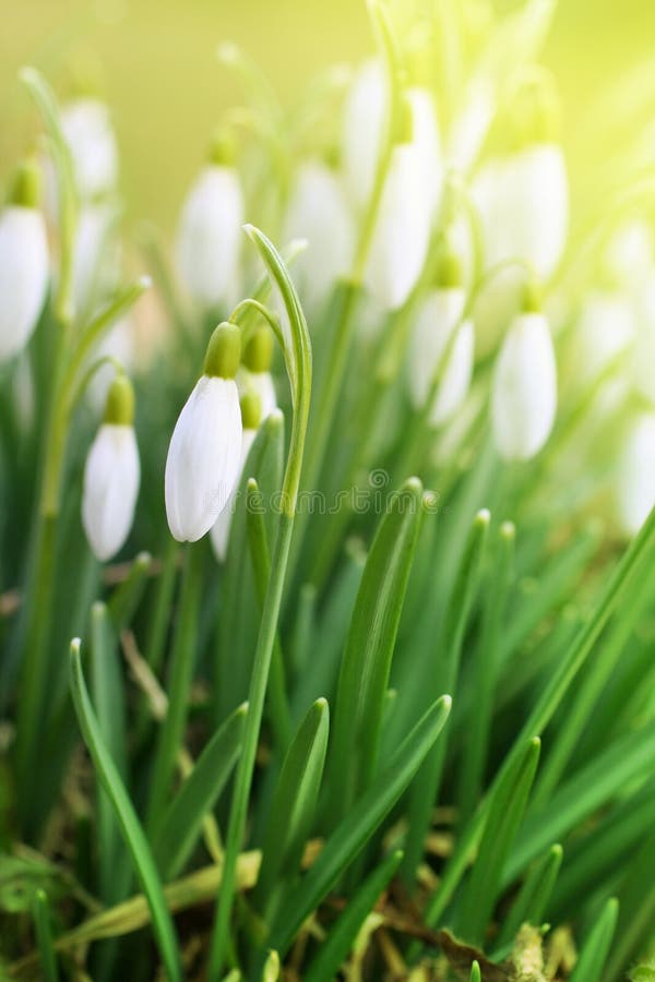 Beautiful Snowdrops Flower Blossom Isolated on White Panorama ...