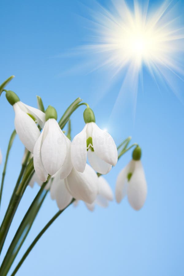 Beautiful Snowdrops Flower Blossom Isolated on White Panorama ...