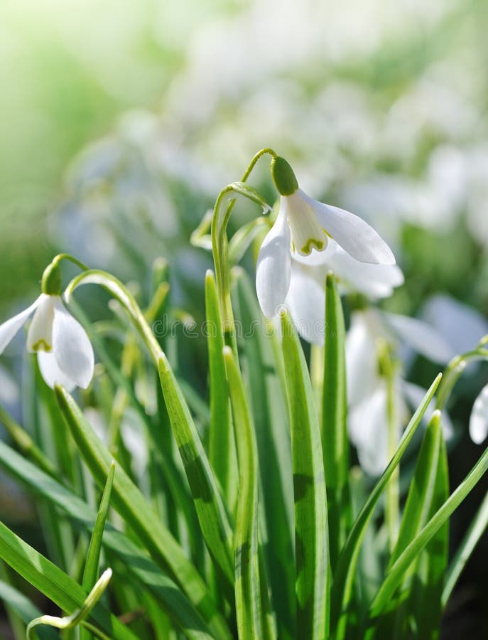 Snowdrops on snow stock photo. Image of hanging, forest - 4832370