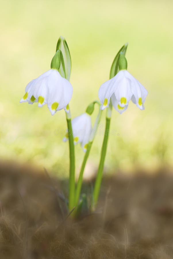 Snowdrops stock photo. Image of plant, snowdrop, white - 19186036