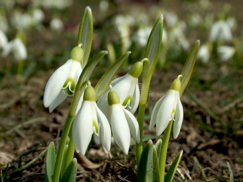 Snowdrops stock photo. Image of colors, color, purple - 42032570