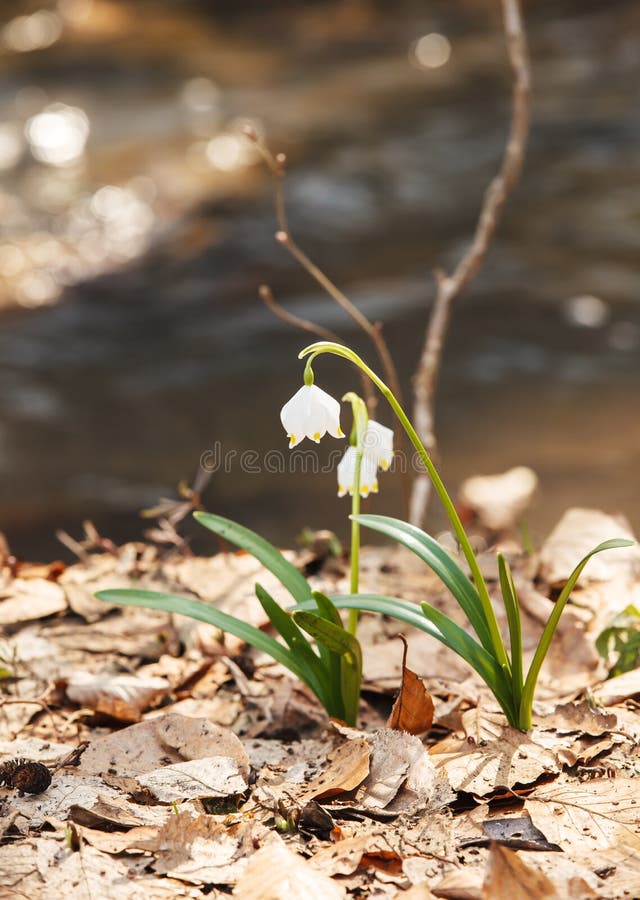 Snowdrops stock photo. Image of botany, petal, river - 24446188