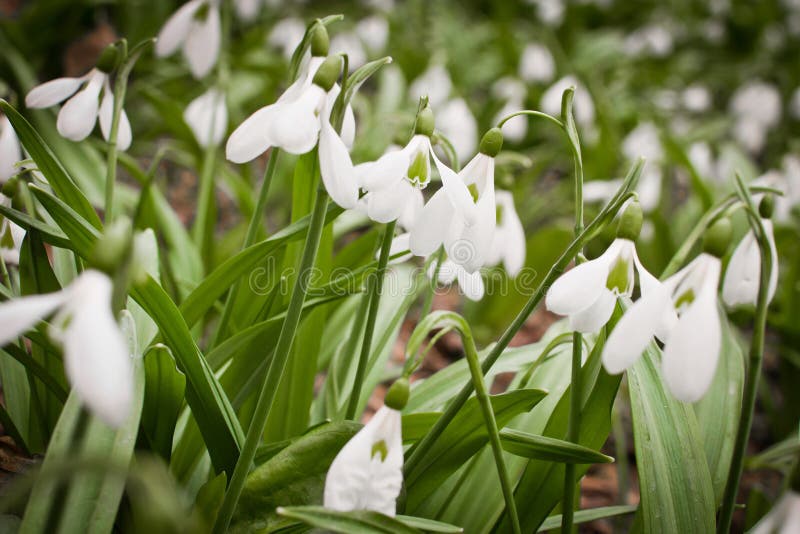Snowdrops stock photo. Image of season, winter, flower - 24528194