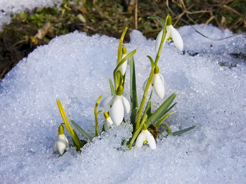 Snowdrops stock image. Image of color, summer, snowdrop - 28772965