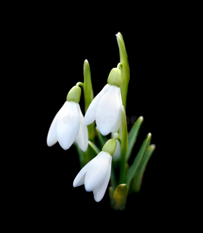Summer Snowflake stock photo. Image of close, leucojum - 10300542