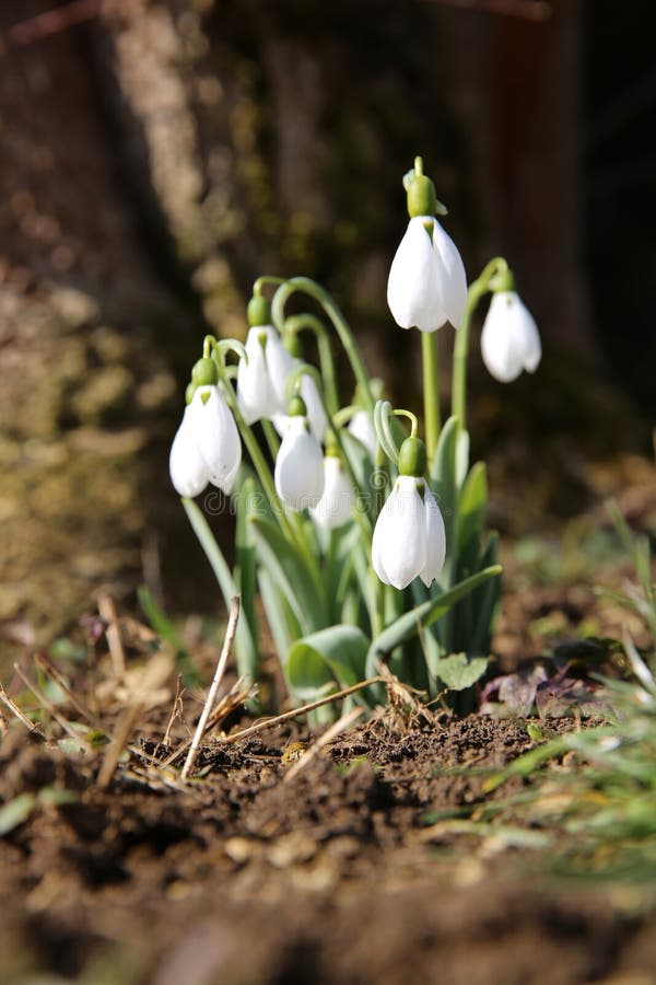 Snowdrops stock image. Image of spring, bloom, botanic - 8513123
