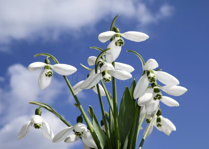 Bouquet of Snowdrops and Crocus, Red and White Traditional Bulgarian ...