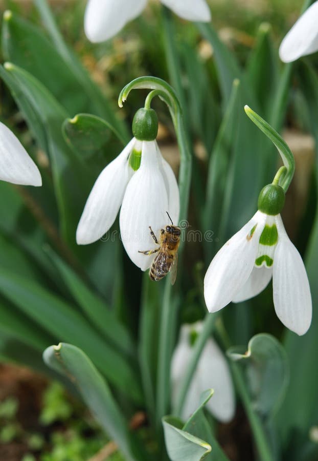 Bouquet of Snowdrops and Crocus, Red and White Traditional Bulgarian ...