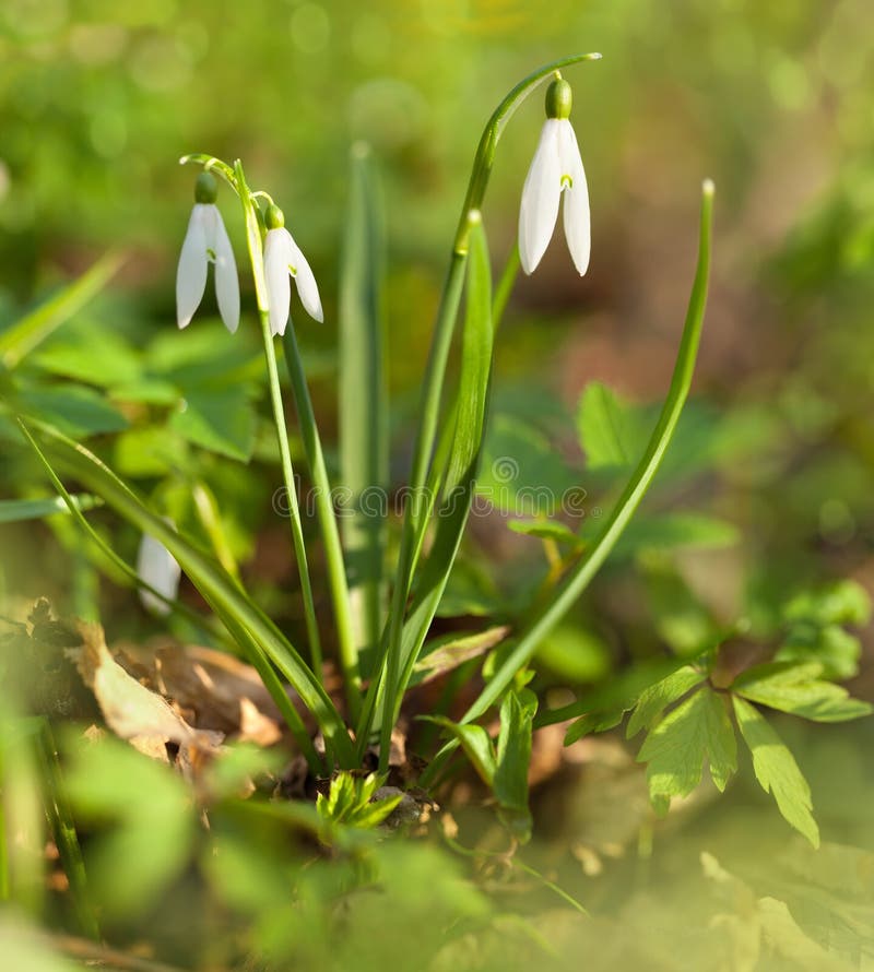 Snowdrops Against Old Leaves in Spring Wood Stock Photo - Image of ...