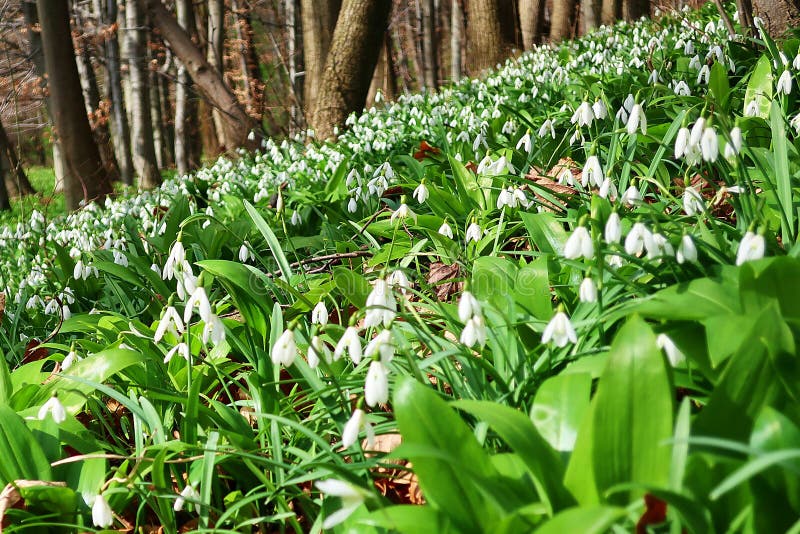 Field of snowdrops stock photo. Image of flowers, shrub - 268833404