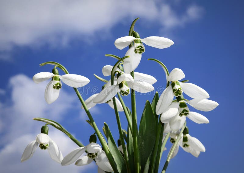 Bouquet of Snowdrops and Crocus, Red and White Traditional Bulgarian ...