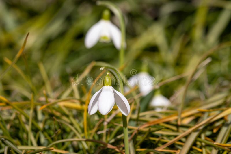 Snowdrops. Beautiful White Small Spring Flowers on a Blurry Background ...