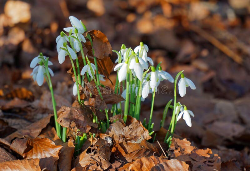 Snowdrops in Bloom with Leaves on Ground. Stock Image - Image of plant ...