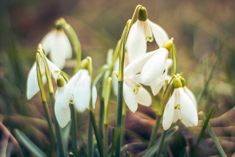 Snowdrops in Bloom. Heralds of Spring Stock Photo - Image of flower ...