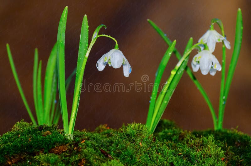 Snowdrops in Bloom in the Rain. Selective Focus on Single Flower. Stock ...