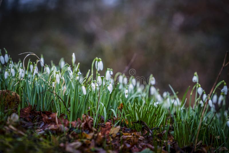 Snowdrops in Bloom in the Spring Stock Image - Image of nature, blossom ...