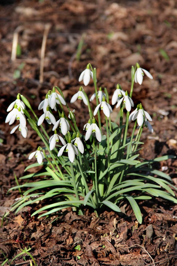 Snowdrops in Bloom in the Spring Garden Stock Image - Image of ...
