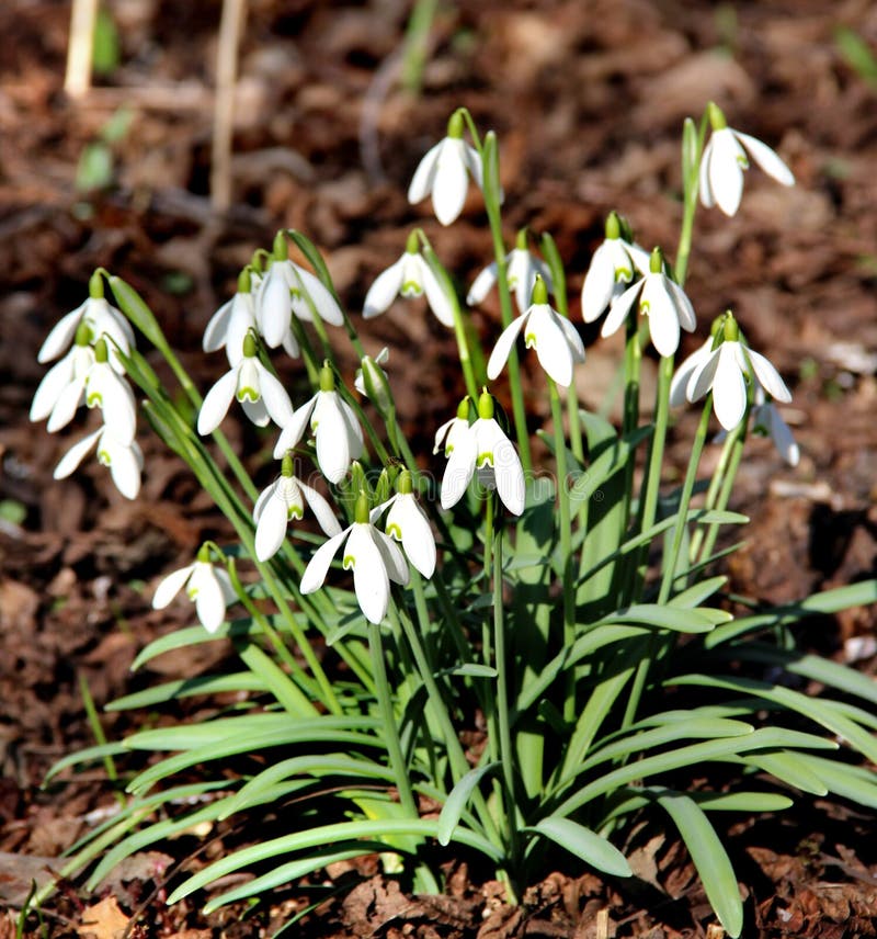 Snowdrops in Bloom in the Spring Garden Stock Photo - Image of snowdrop ...