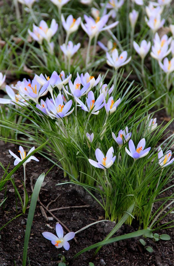 Snowdrops in Bloom in the Spring Garden Stock Image - Image of purple ...