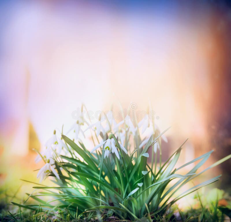 Blurred Spring Summer Nature Background with Green Meadow, Trees on ...