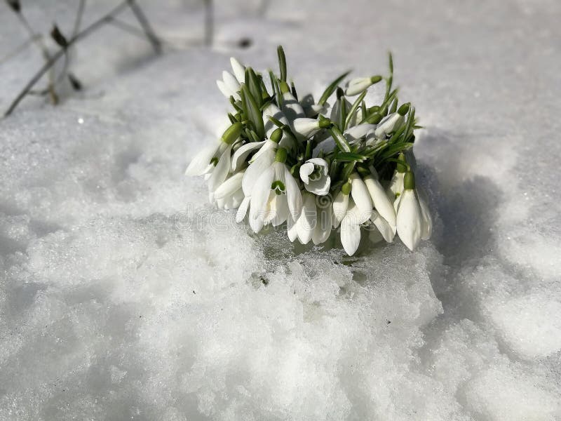 Snowdrops Bouquet in Snow in a Spring Day Stock Image - Image of sunny ...