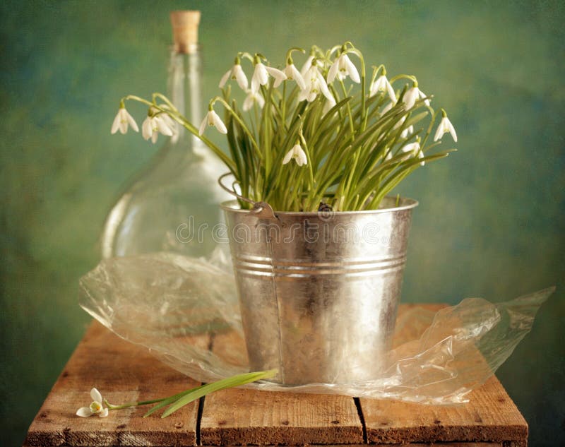 Snowdrops bunch stock photo. Image of snowdrops, spring - 19046324