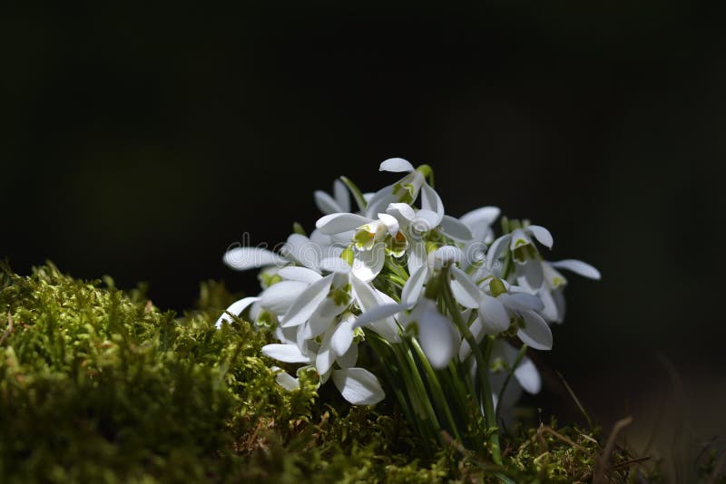 Snowdrops in nature stock photo. Image of forest, outdoor - 84124706