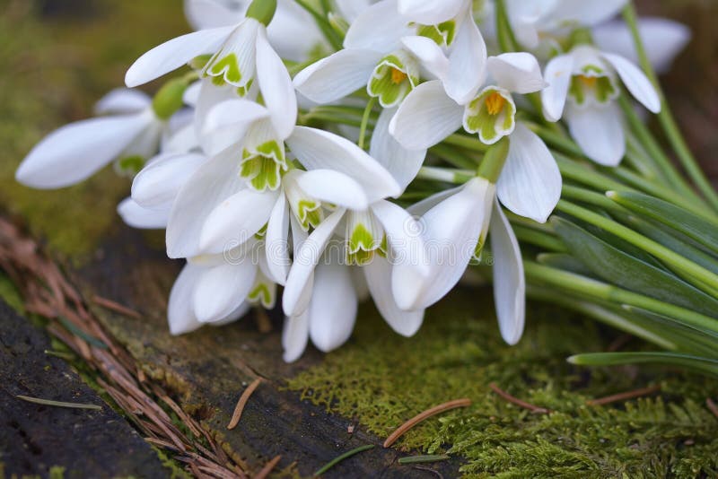 Snowdrops in nature stock photo. Image of forest, outdoor - 84124706