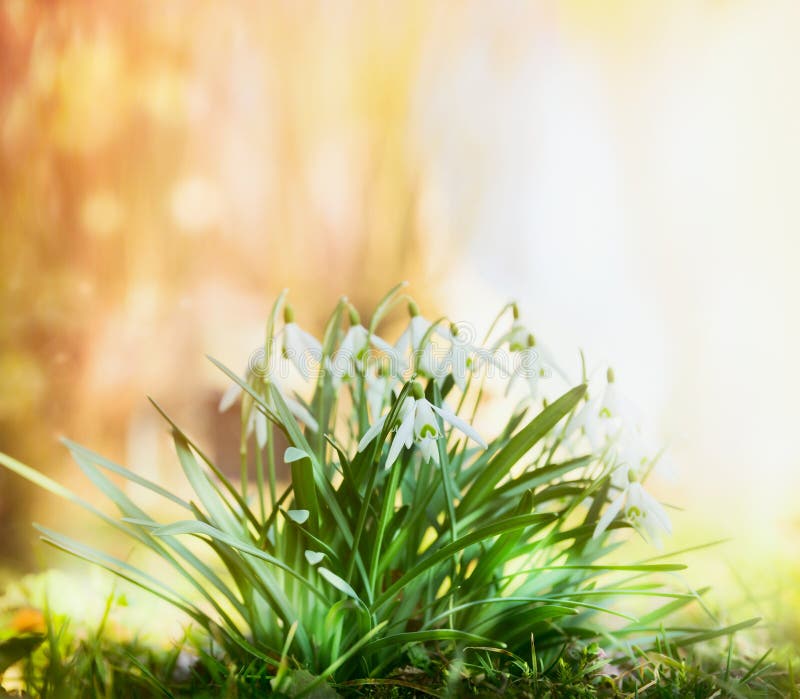 Snowdrops in the Garden Sunshine. Stock Photo - Image of garden, floral ...