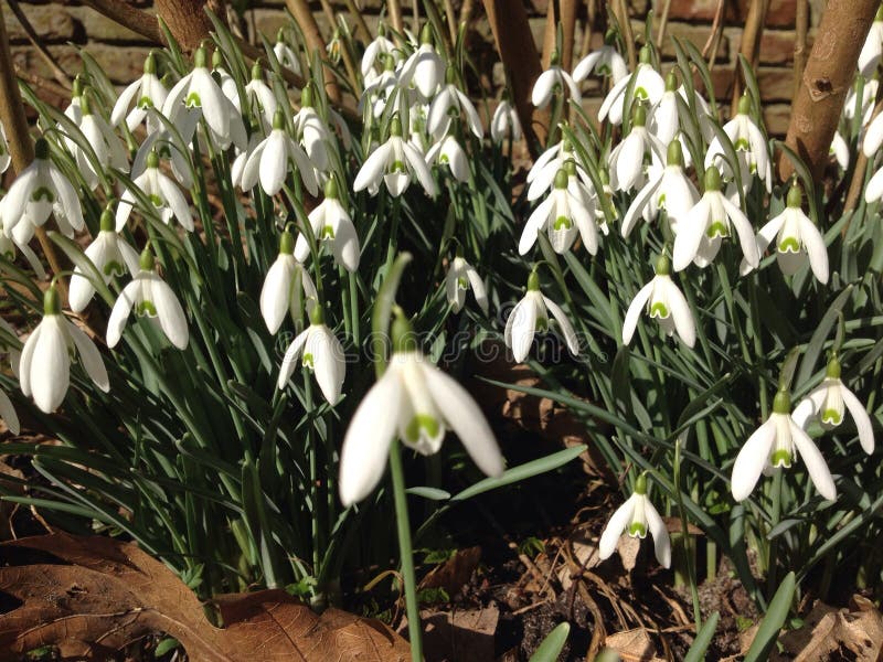 Snowdrops stock image. Image of border, snowdrops, white - 50827057