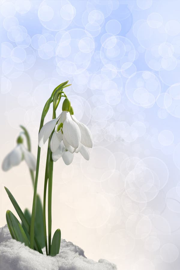 Beautiful Snowdrops Flower Blossom Isolated on White Panorama ...