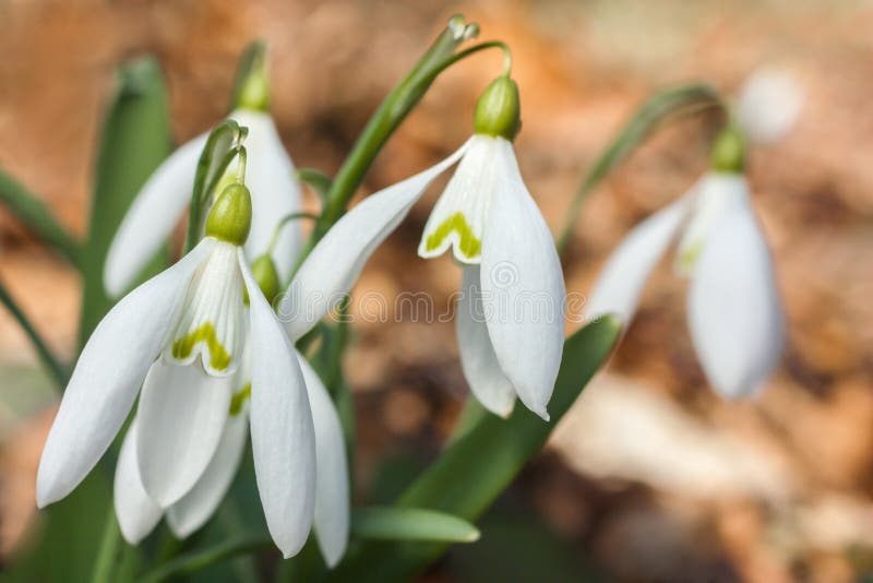 Snowdrops stock photo. Image of leaf, blooming, beauty - 39445218
