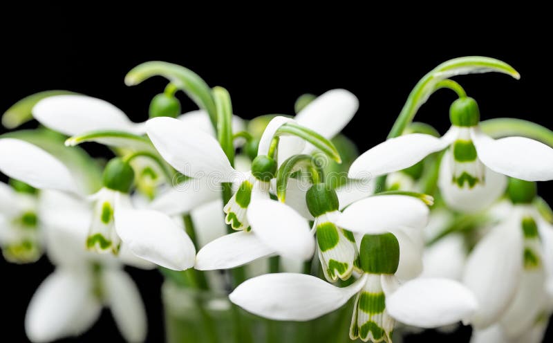 Snowdrops close-up stock image. Image of leaf, floral - 369127917
