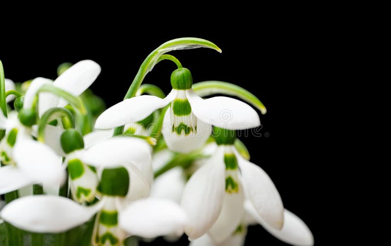 Snowdrops close-up stock photo. Image of leaf, nature - 369127926