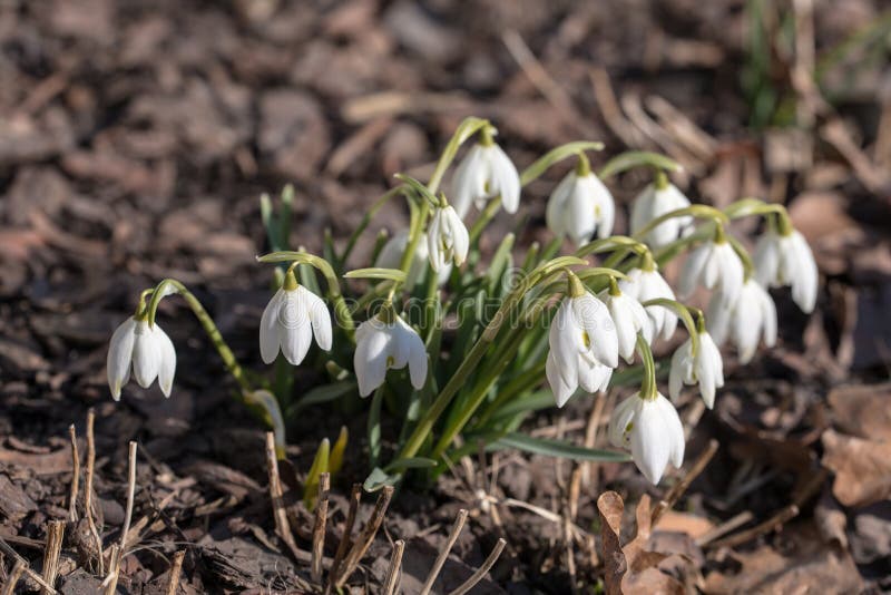 Snowdrops close up stock image. Image of color, fragility - 68825485