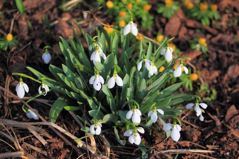 Clump of Snowdrops stock photo. Image of clump, plant - 86474284