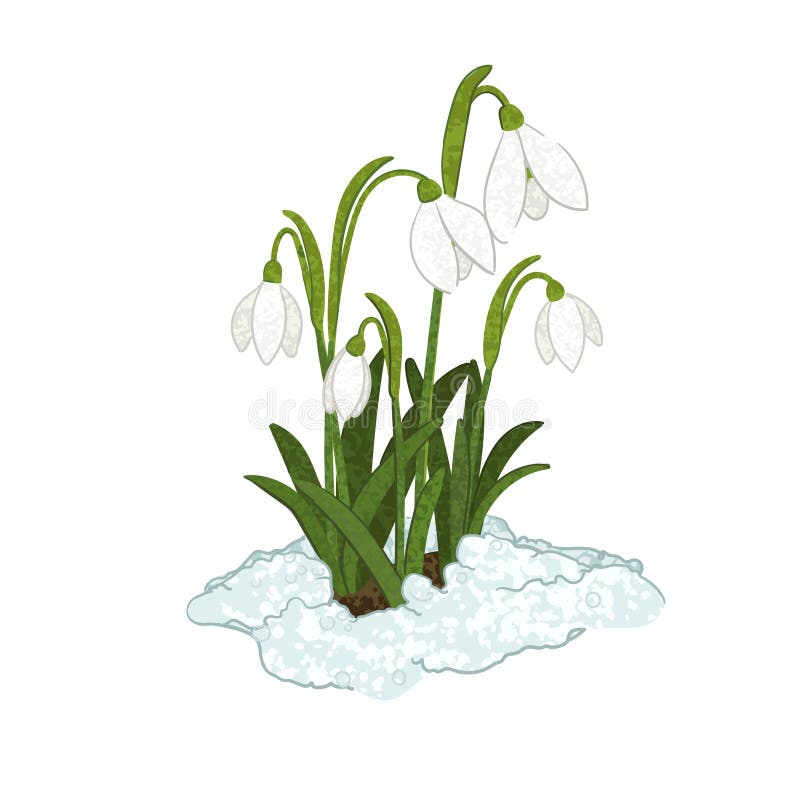 Snowdrops Colorful Illustration Stock Vector - Illustration of vector ...