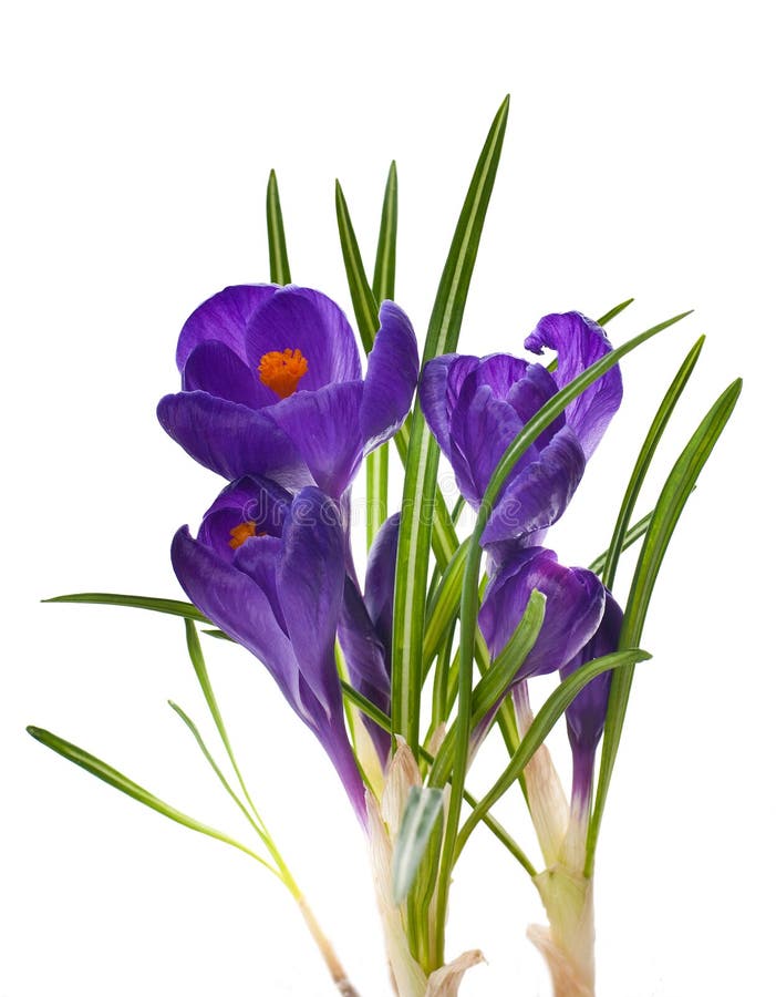Snowdrops and Crocuses on Snow Stock Image - Image of bouquet, flora ...