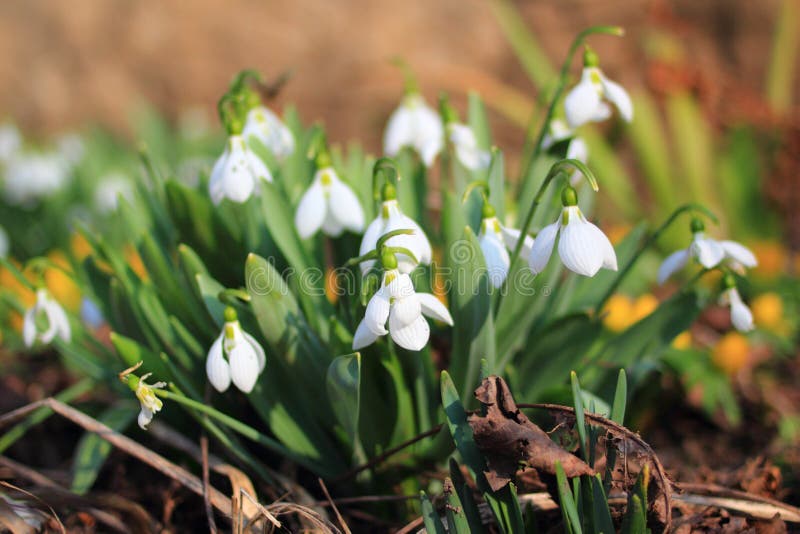 Clump of Snowdrops stock photo. Image of clump, plant - 86474284