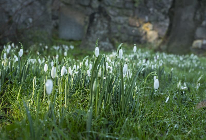 Clump of Snowdrops stock photo. Image of clump, plant - 86474284