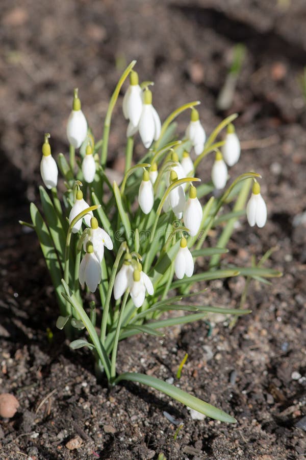 Snowdrops in early spring stock image. Image of flower - 89236541