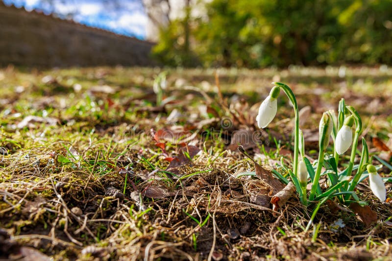Snowdrops Emerging in Early Spring Garden Scene Stock Photo - Image of vibrant, season: 393714818