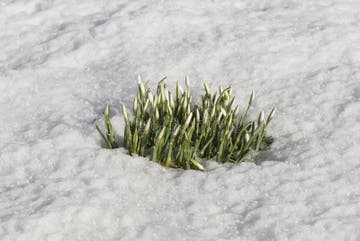 Snowdrops Emerging through Snow. Stock Image - Image of snow, flowers ...