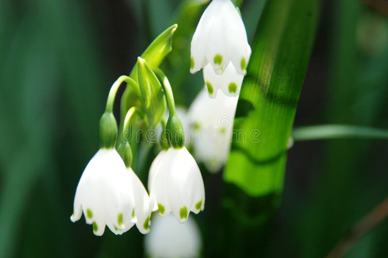 Snowdrops En Concepto Hermoso De La Flor De Japón Foto de archivo ...