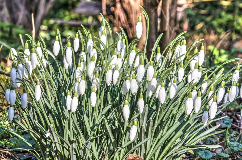 Snowdrops in February stock photo. Image of seasons - 111790422