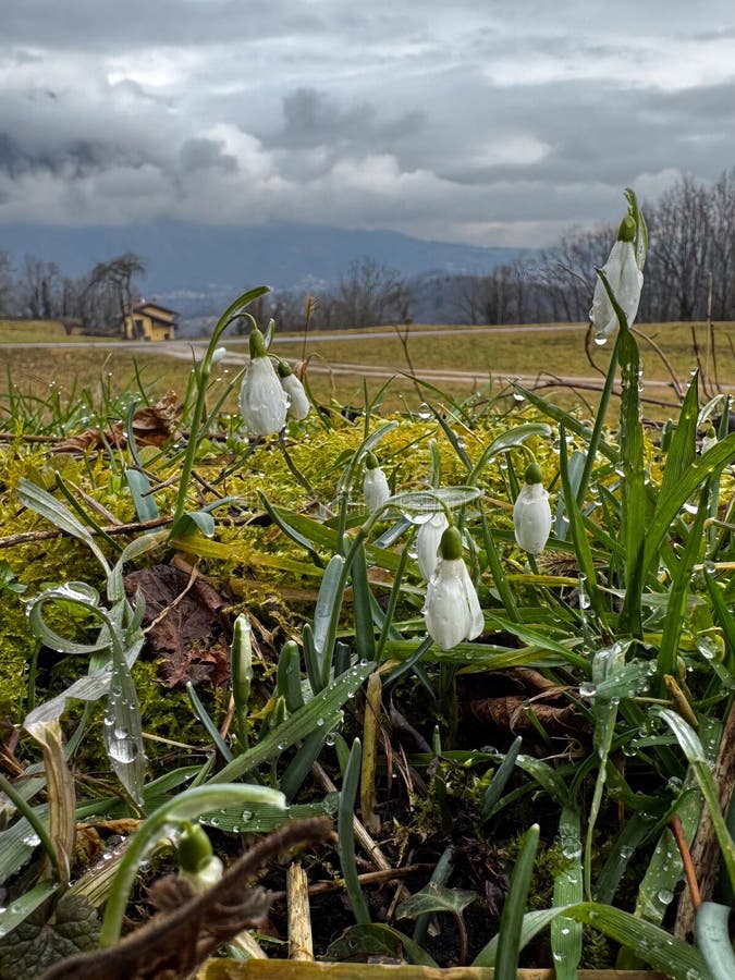 Snowdrops in Field: Natural Spring Scene Stock Image - Image of ...