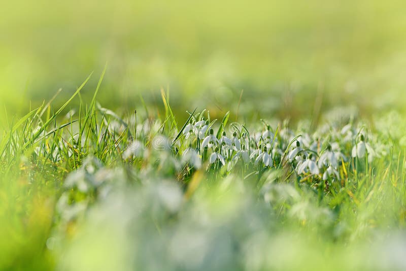 Snowdrops on the field stock photo. Image of flower, detail - 70178838